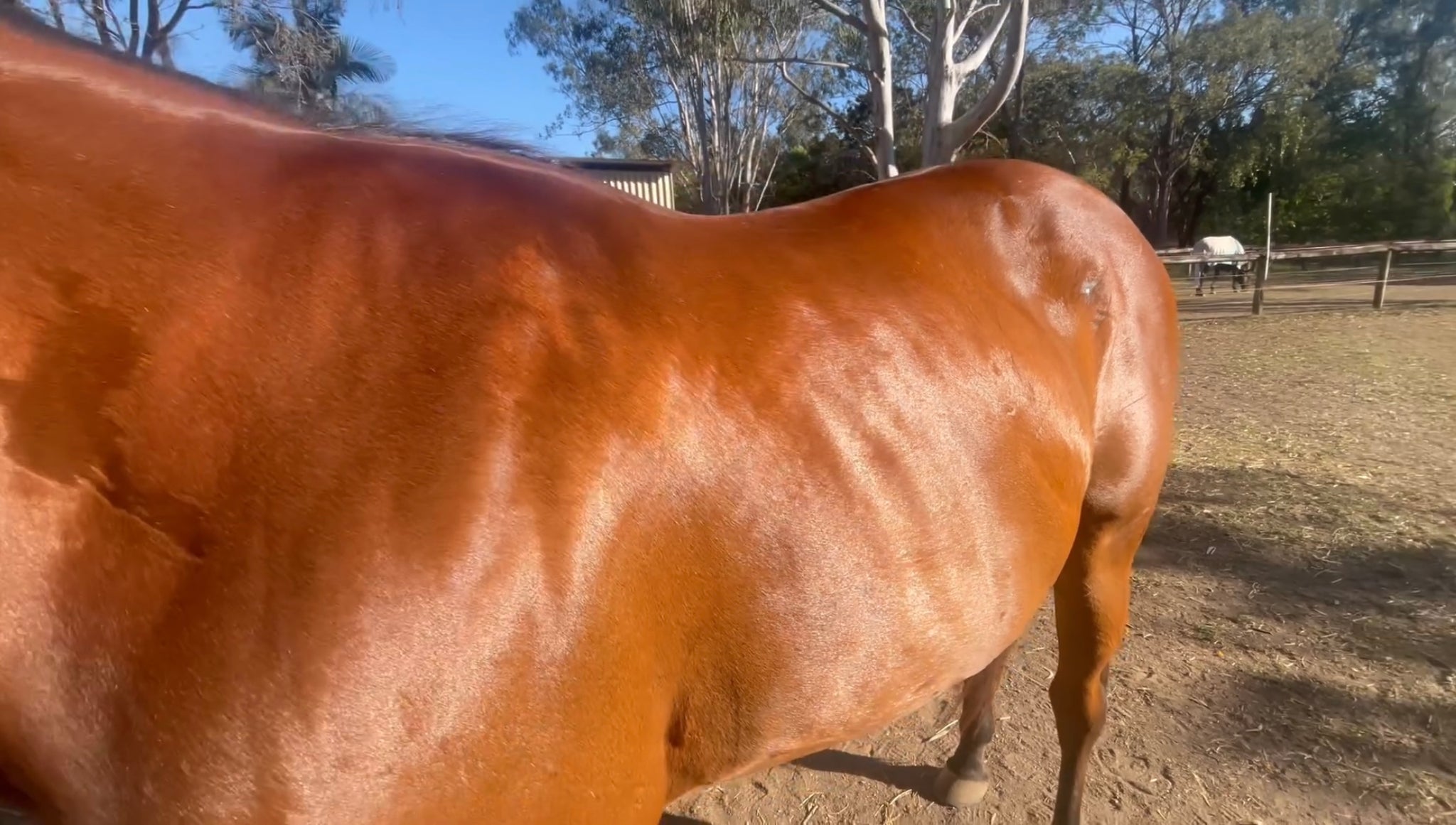 PractiFLAX – Stable-Ised Equine