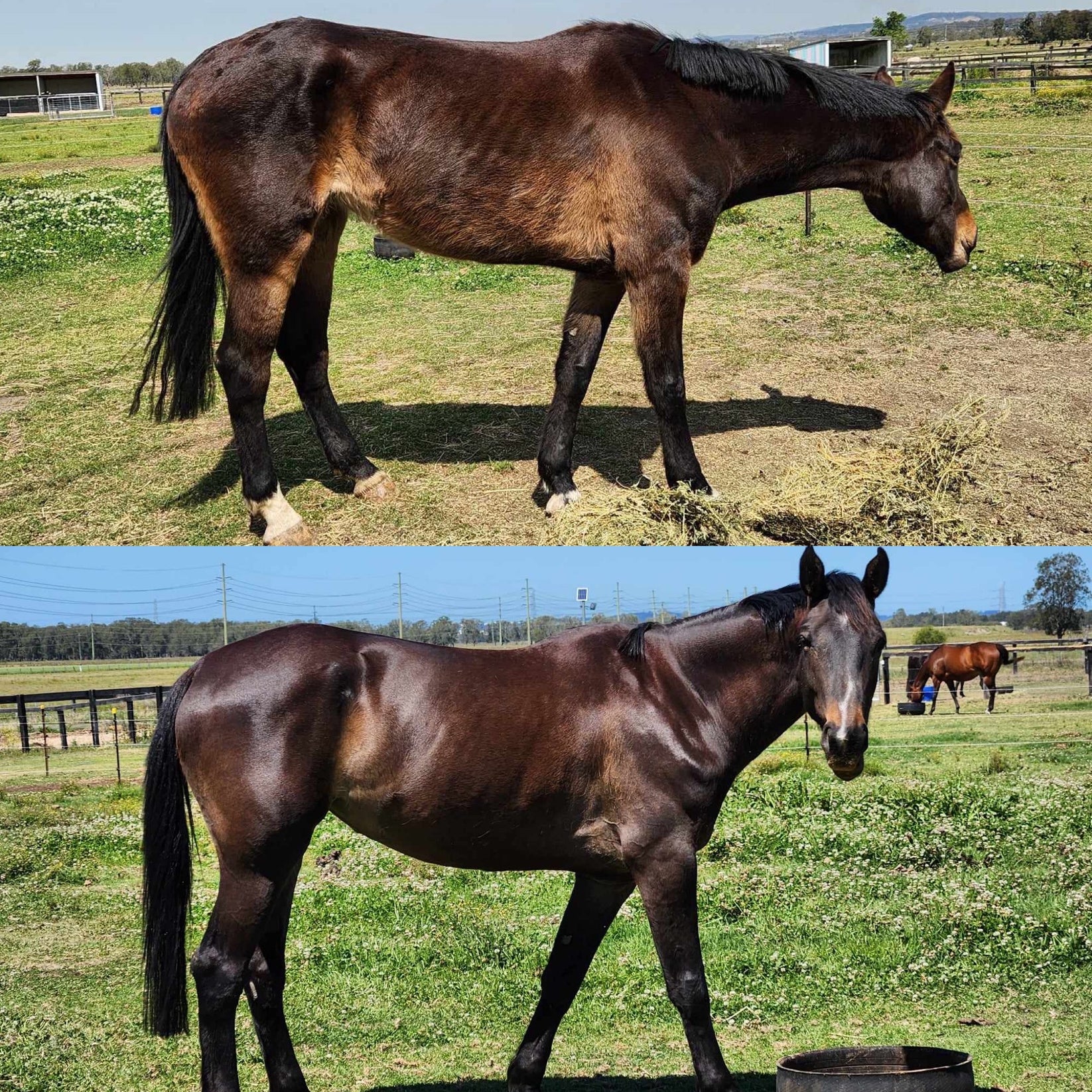 PractiBOOST – Stable-Ised Equine Pty Ltd