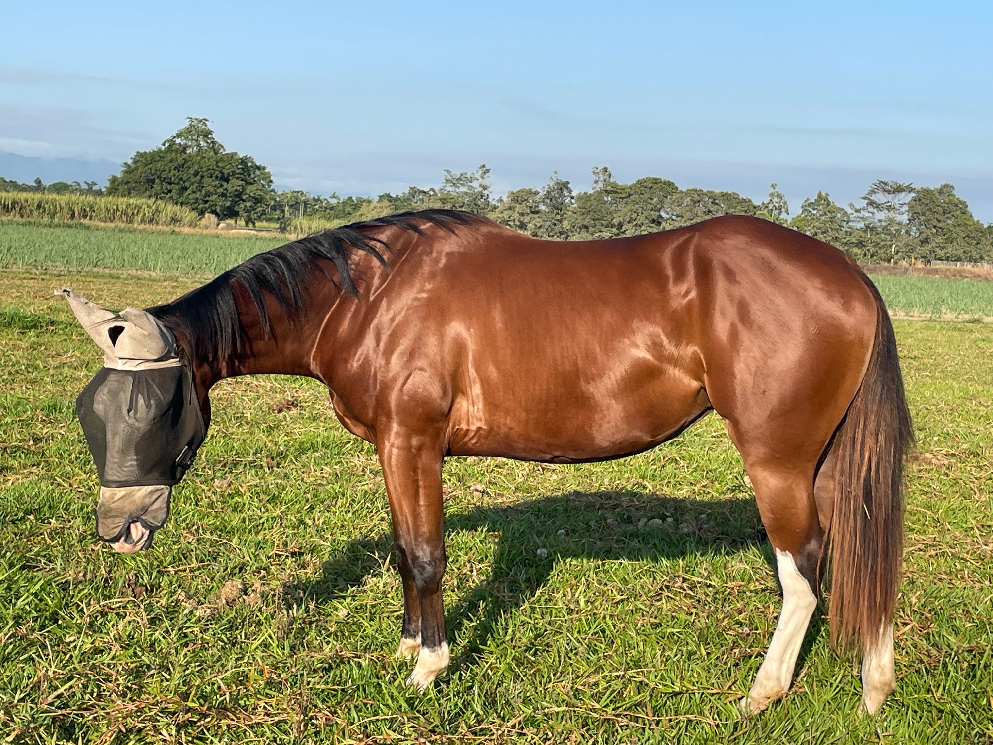 PractiFLAX – Stable-Ised Equine