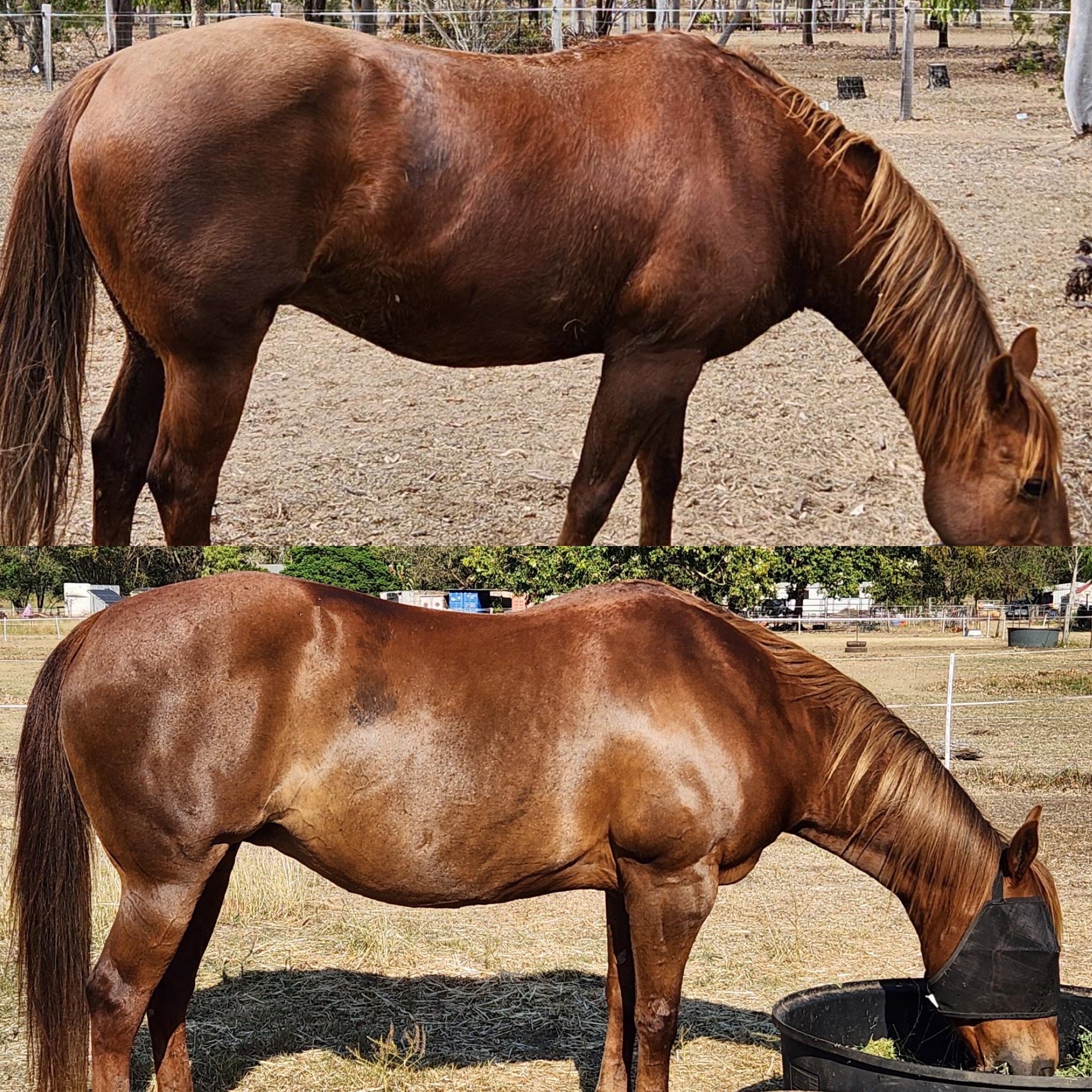 PractiBALANCE – Stable-Ised Equine