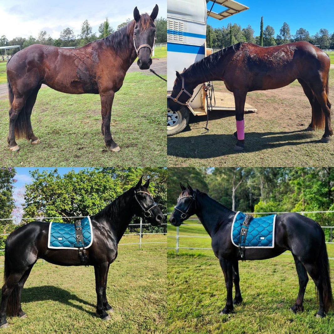 Stable-Ised Equine Pty Ltd