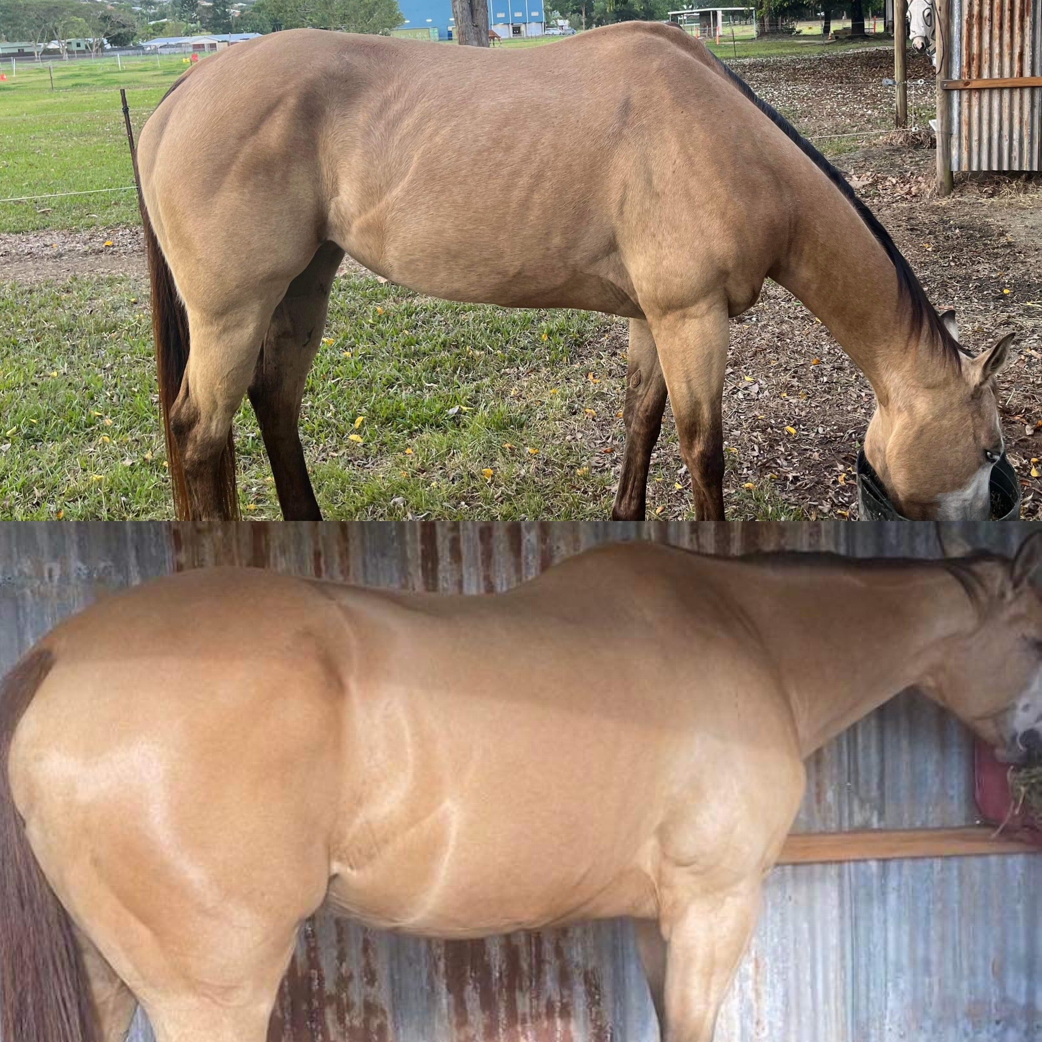 Stable-Ised Equine Pty Ltd