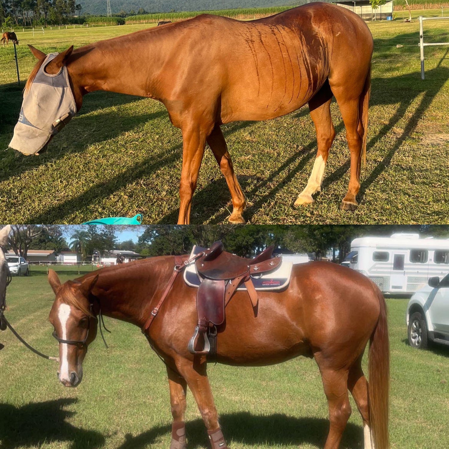 Services – Stable-Ised Equine Pty Ltd