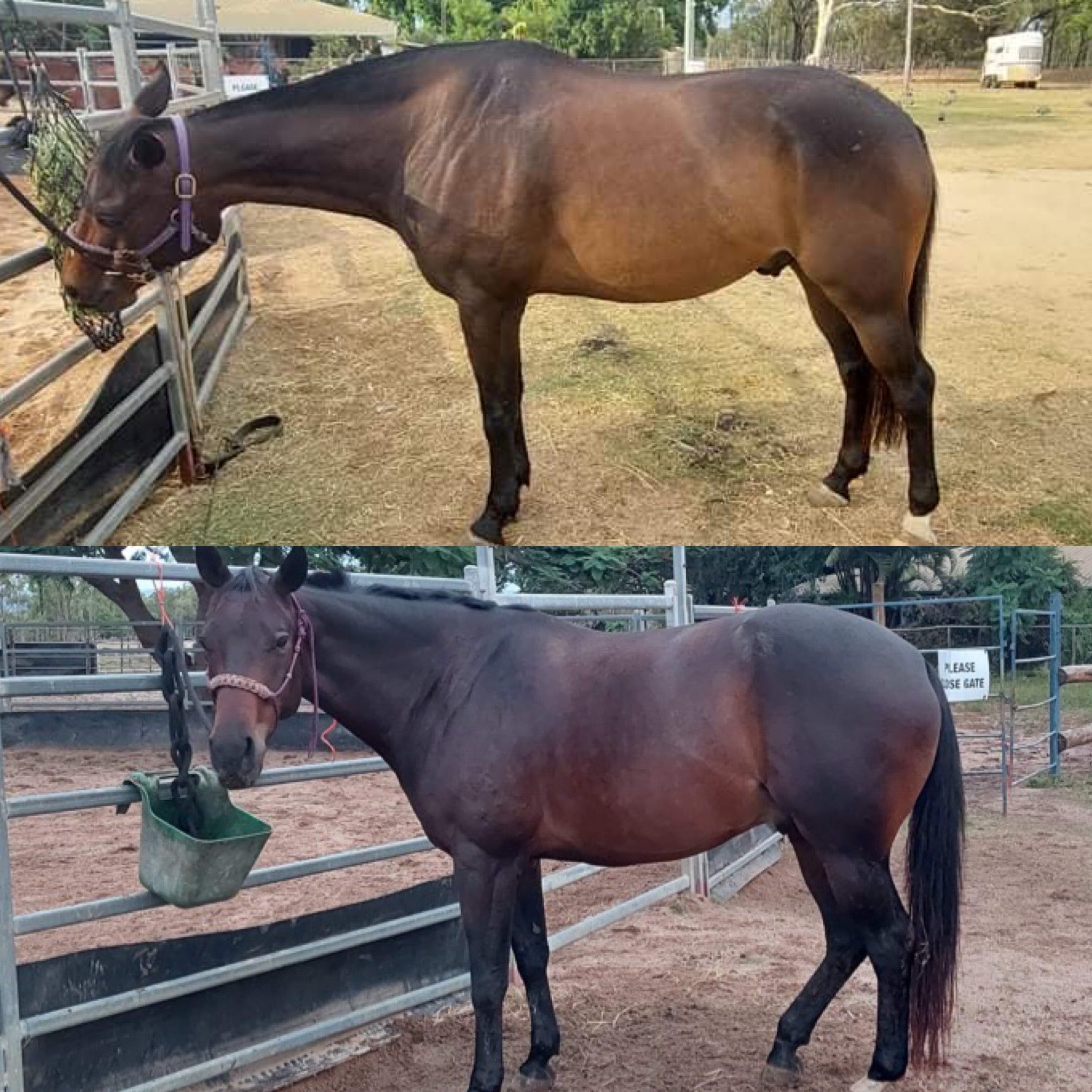 Services – Stable-Ised Equine Pty Ltd