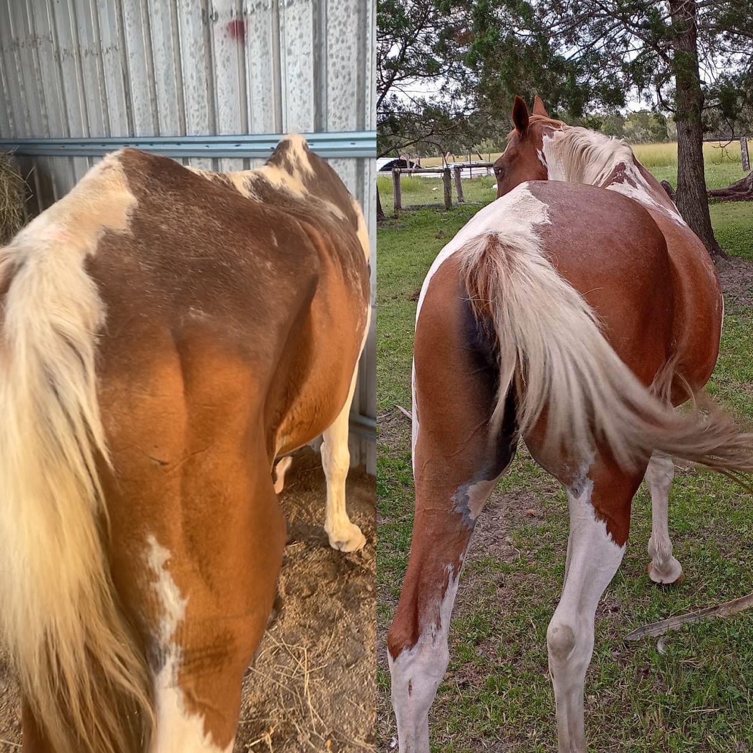 Services – Stable-Ised Equine Pty Ltd