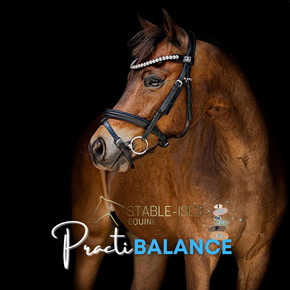 Stable-Ised Equine Pty Ltd