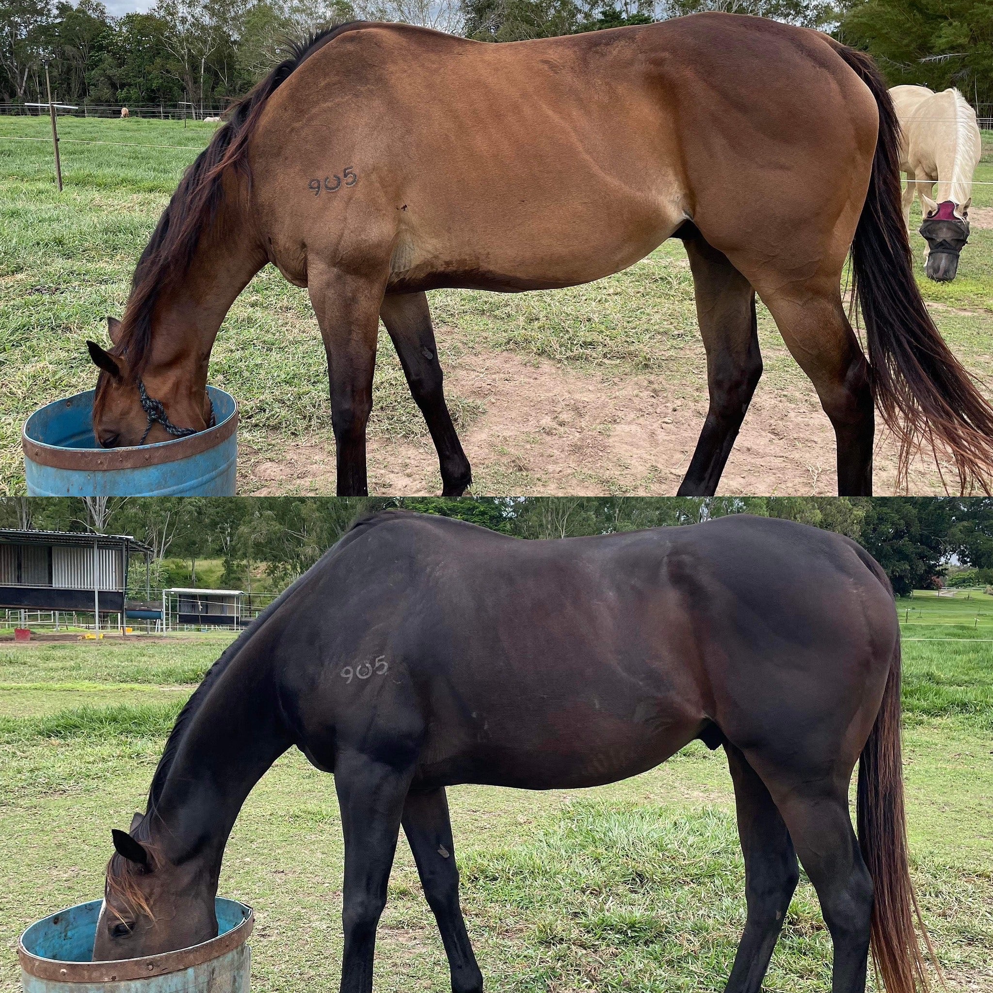 PractiCAL – Stable-Ised Equine Pty Ltd