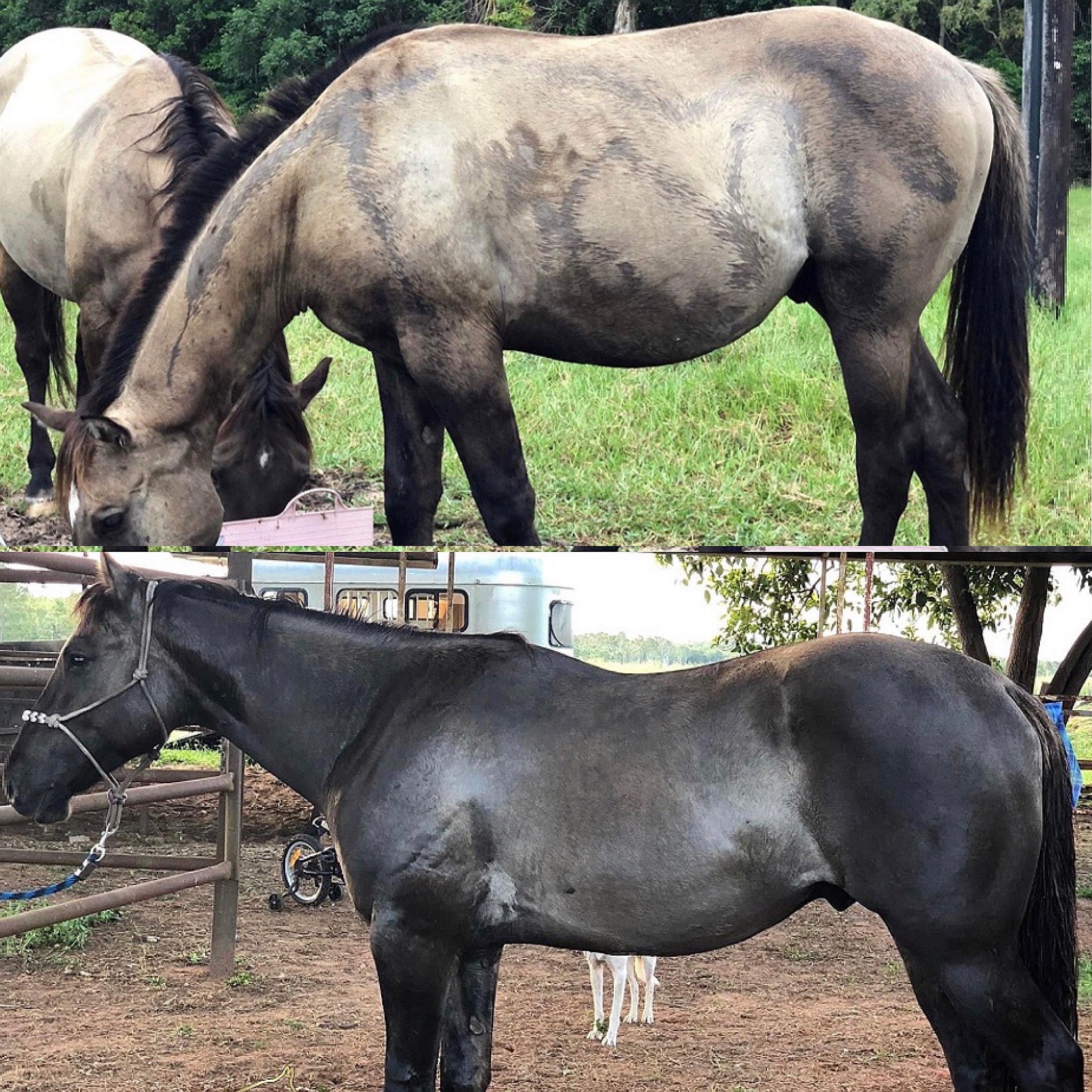 PractiCAL – Stable-Ised Equine Pty Ltd