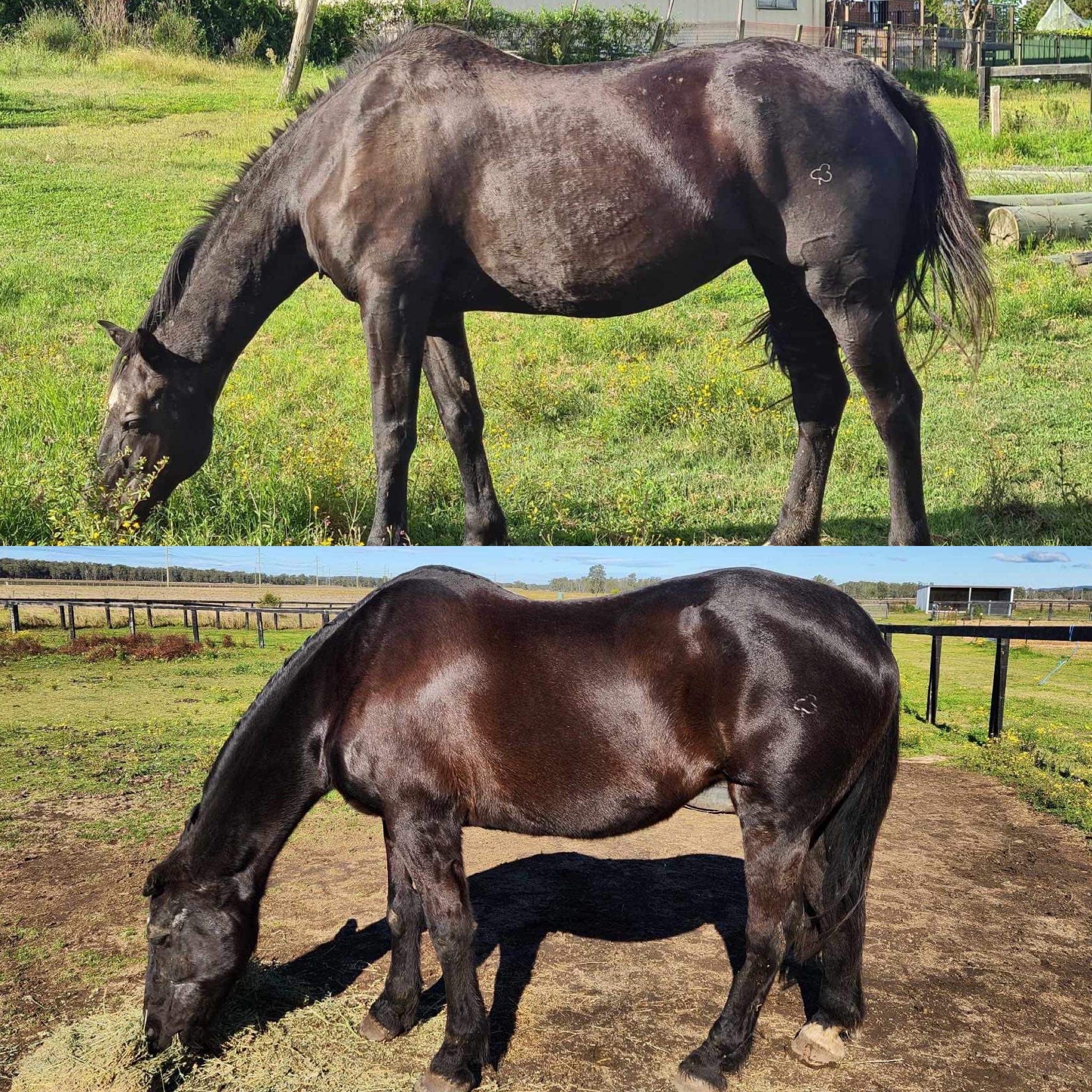 PractiCAL – Stable-Ised Equine Pty Ltd