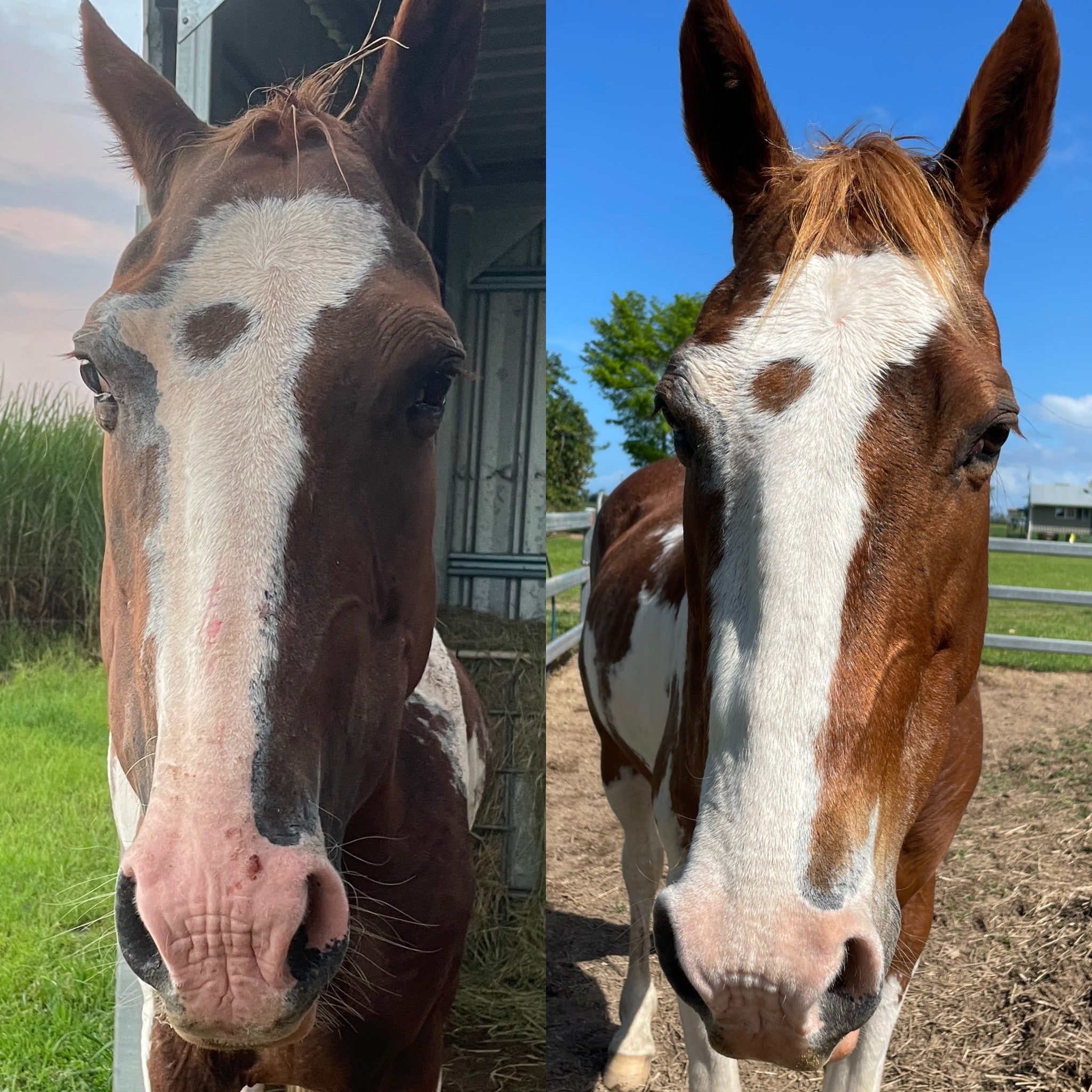 PractiCAL – Stable-Ised Equine