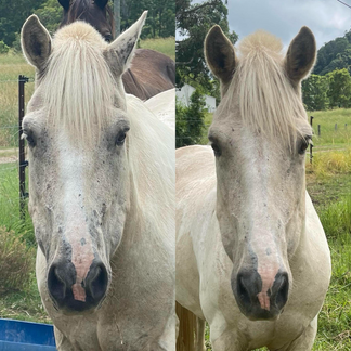 PractiCAL – Stable-Ised Equine Pty Ltd