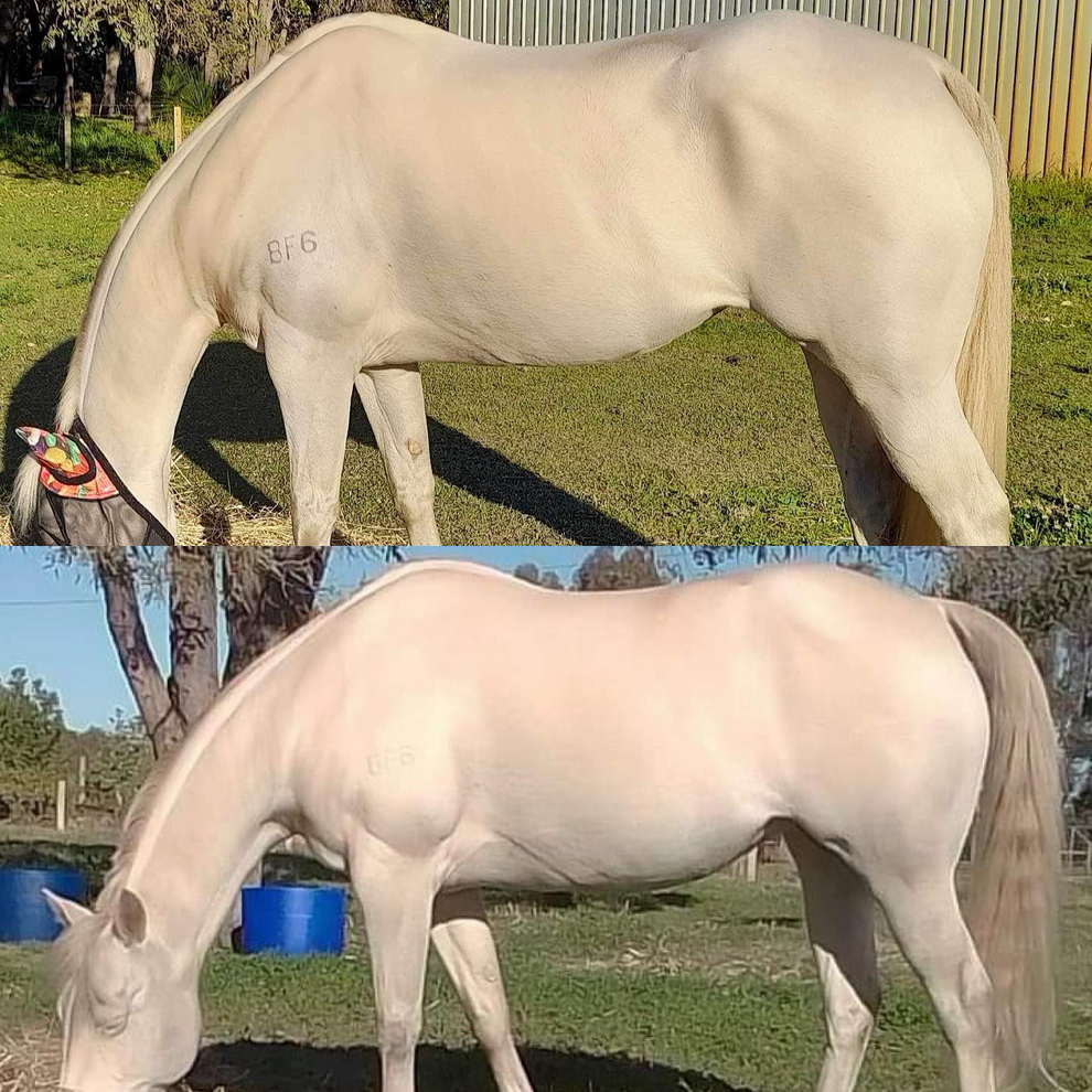 PractiFLAX – Stable-Ised Equine Pty Ltd