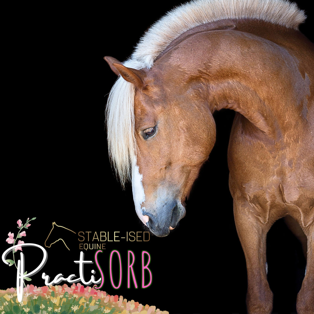 Stable-Ised Equine Pty Ltd